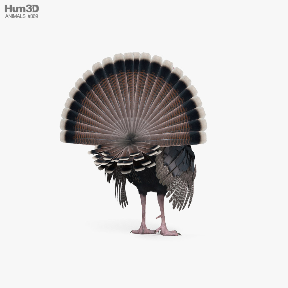 Turkey 3D model - Download Birds on 3DModels.org