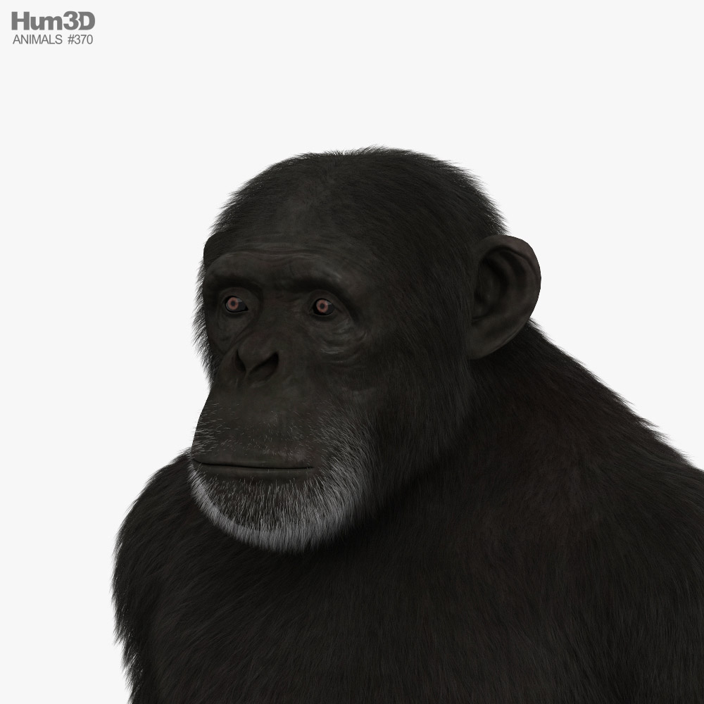Common Chimpanzee 3D model - Download Mammals on 3DModels.org