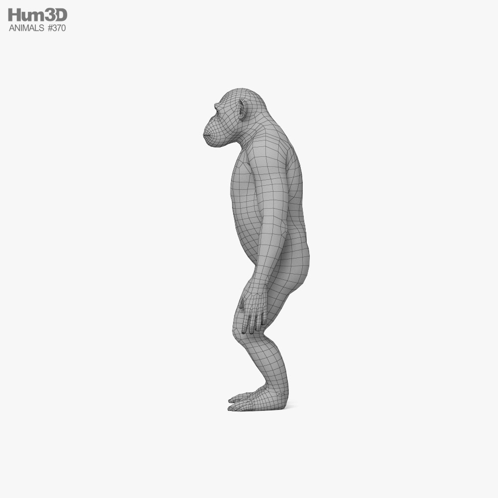 Common Chimpanzee 3D model - Download Mammals on 3DModels.org