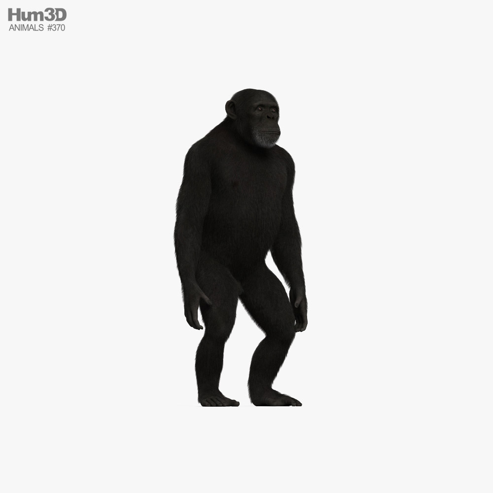 Common Chimpanzee 3D model - Download Mammals on 3DModels.org