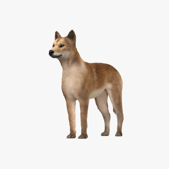 Dingo 3Dモデル ダウンロード - 3DModels.org