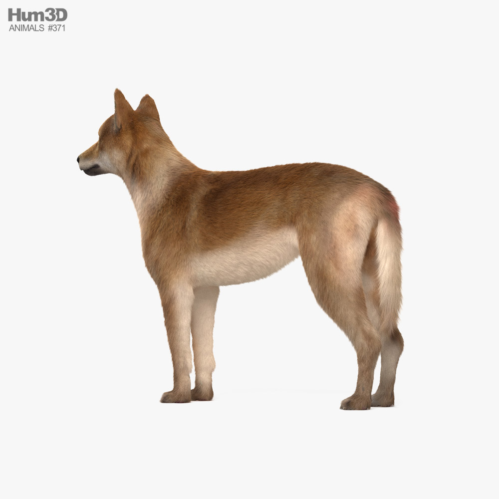 Dingo 3D model - Download Mammals on 3DModels.org