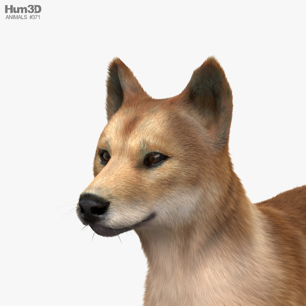 Dingo 3D model - Download Mammals on 3DModels.org
