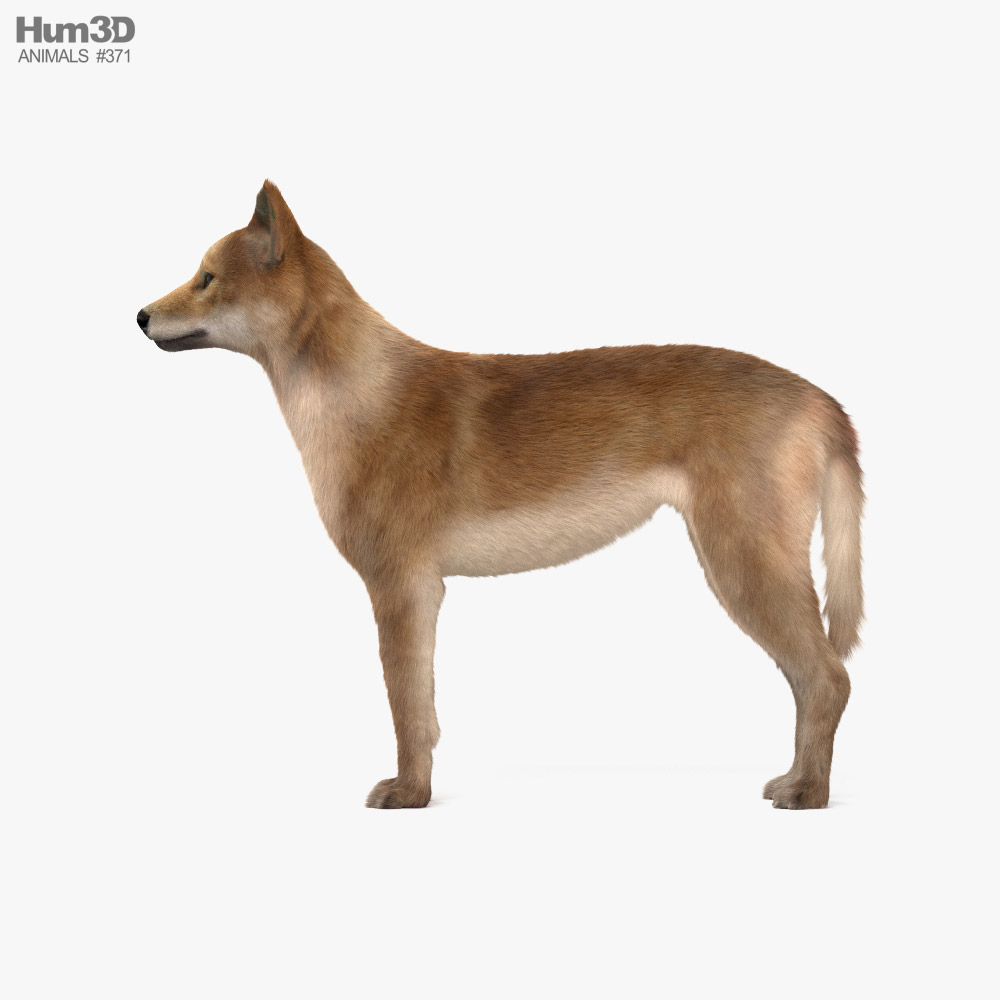 Dingo 3D model - Download Mammals on 3DModels.org