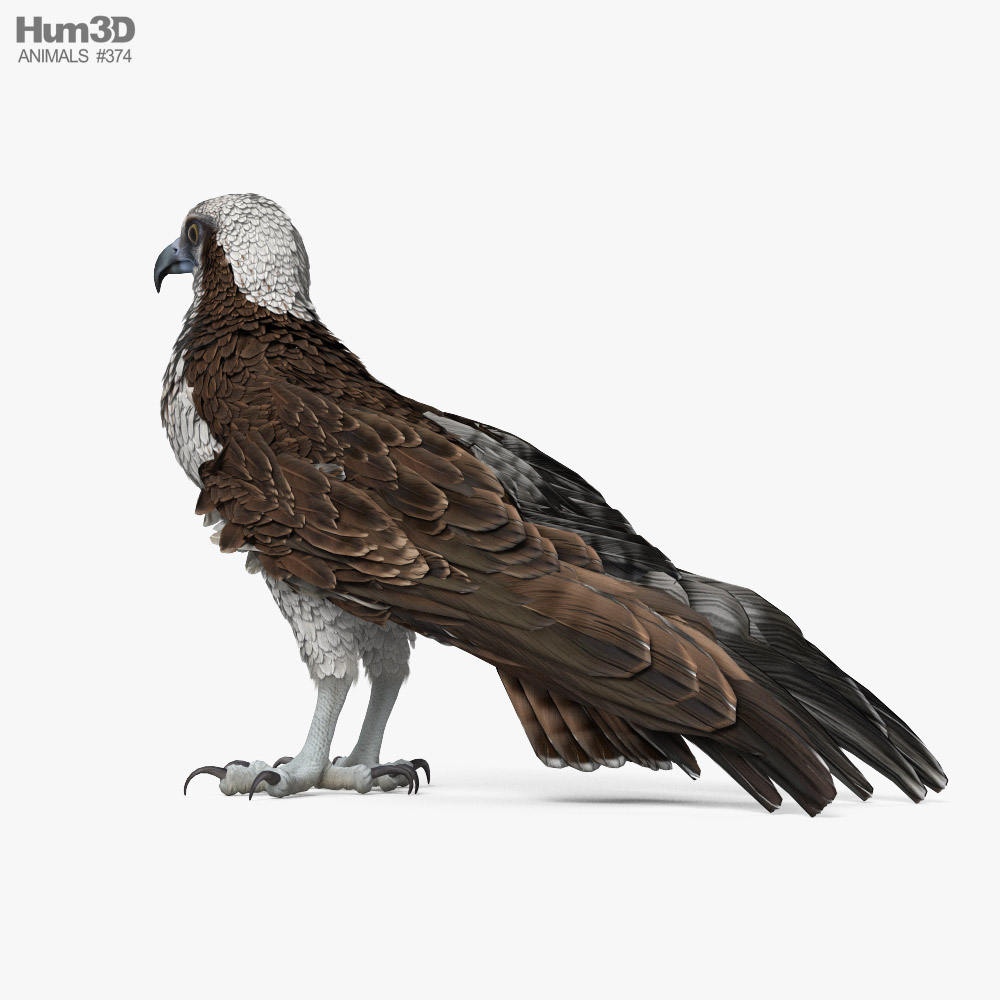 Osprey 3D model - Download Birds on 3DModels.org