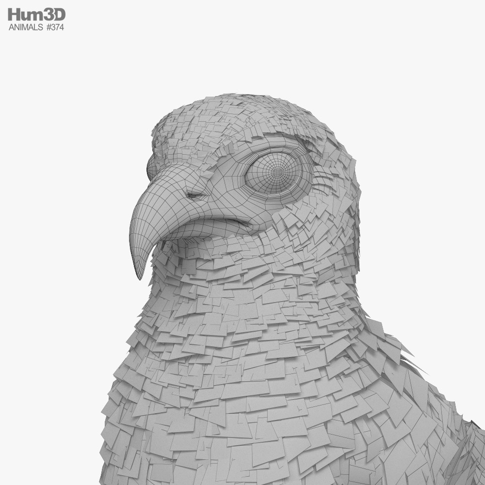 Osprey 3D model - Download Birds on 3DModels.org