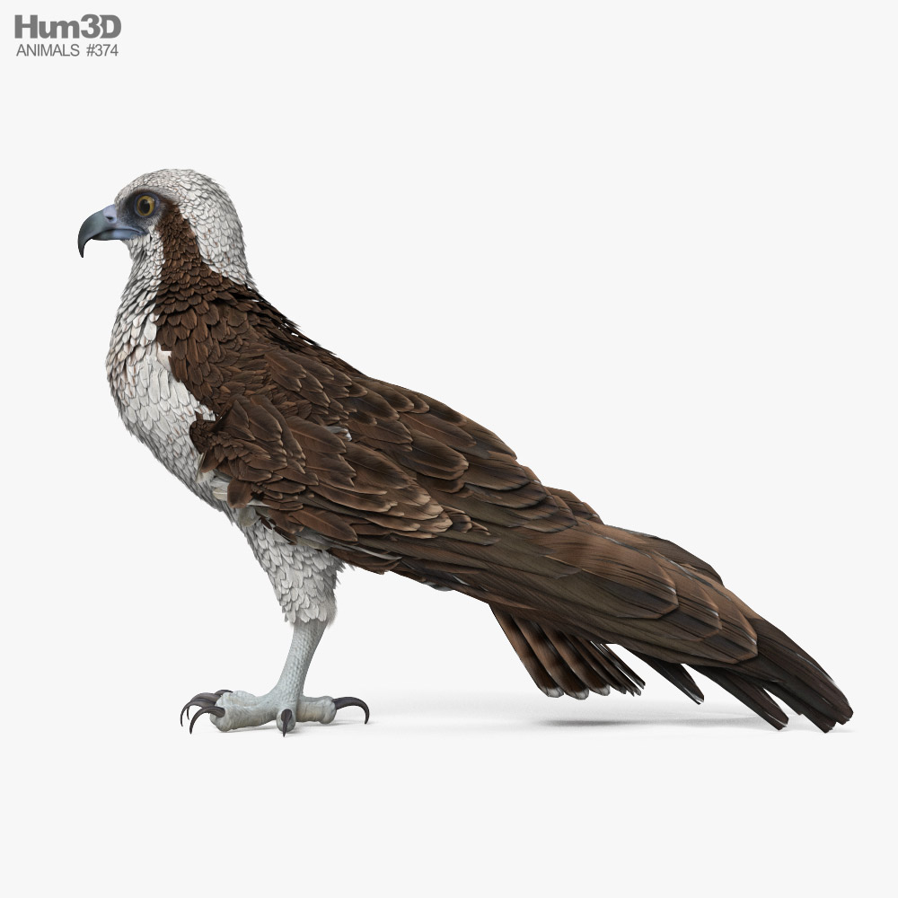 Osprey 3D model - Download Birds on 3DModels.org