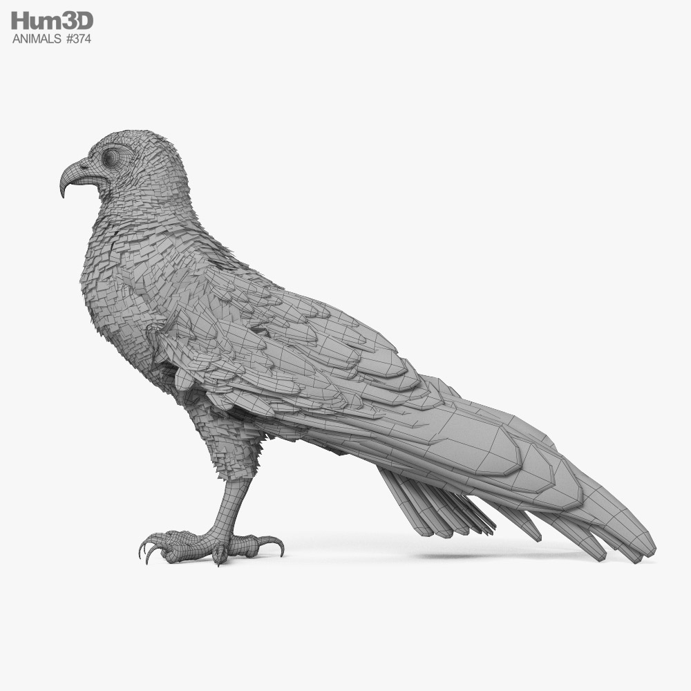 Osprey 3D model - Download Birds on 3DModels.org