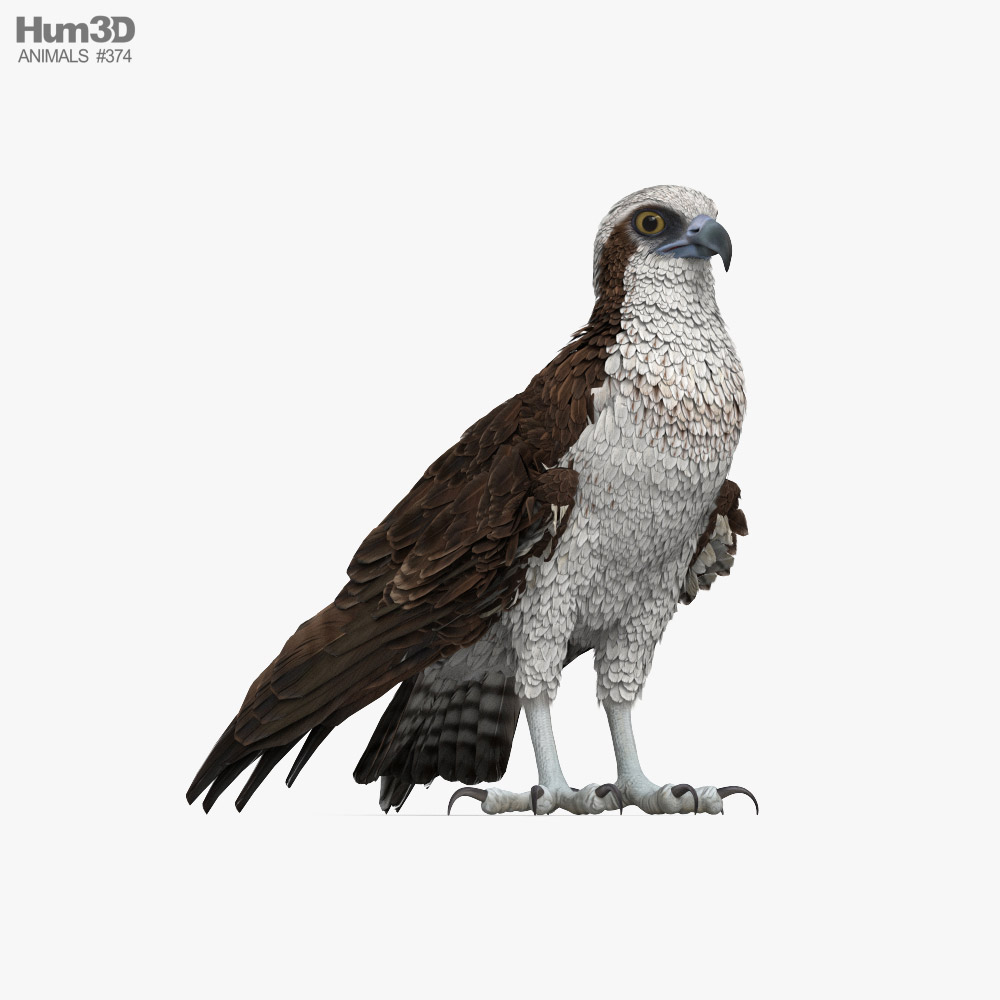 Osprey 3D model - Download Birds on 3DModels.org