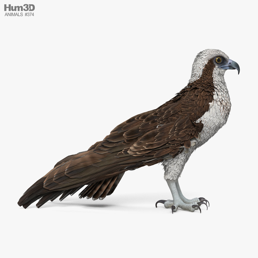 Osprey 3D model - Download Birds on 3DModels.org