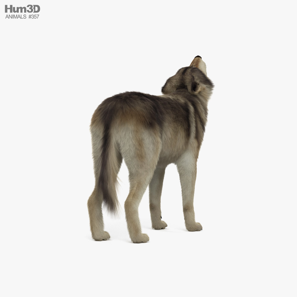 Howling Wolf 3D model - Download Mammals on 3DModels.org
