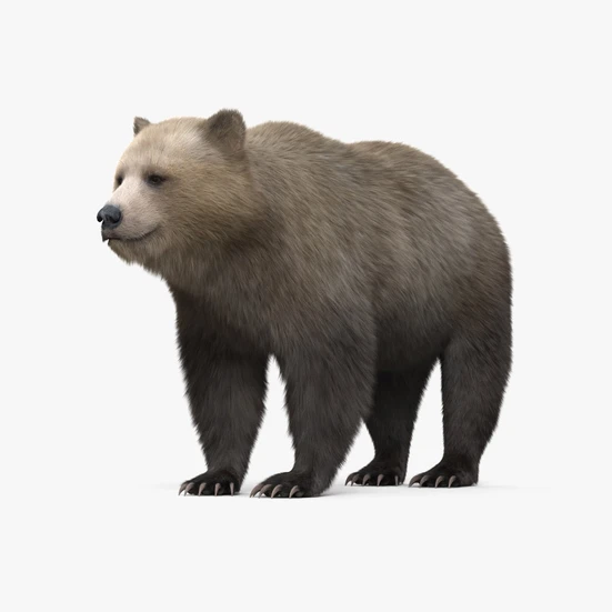 Bear 3D Models Download - 3DModels.org