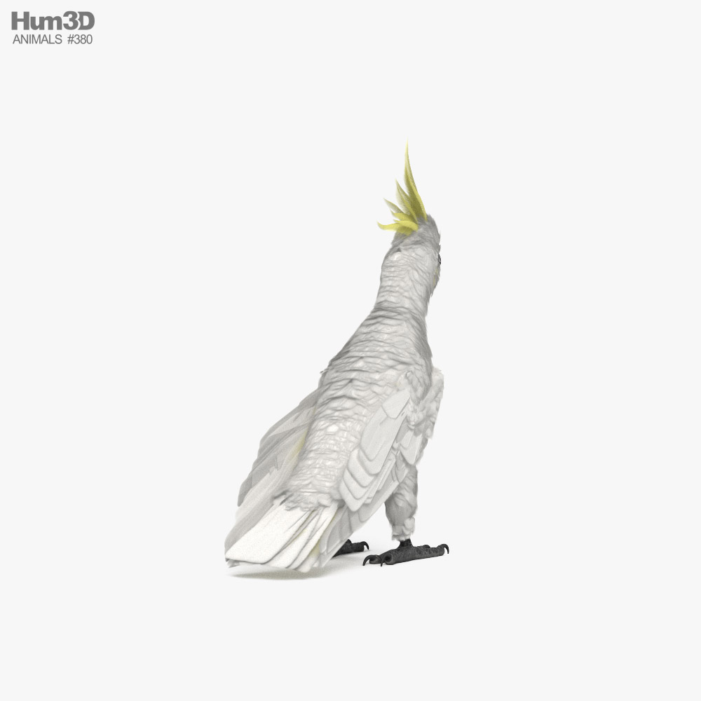 Cockatoo 3D model - Download Birds on 3DModels.org