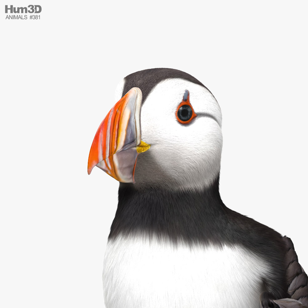 Animated Puffin 3D model - Download Birds on 3DModels.org