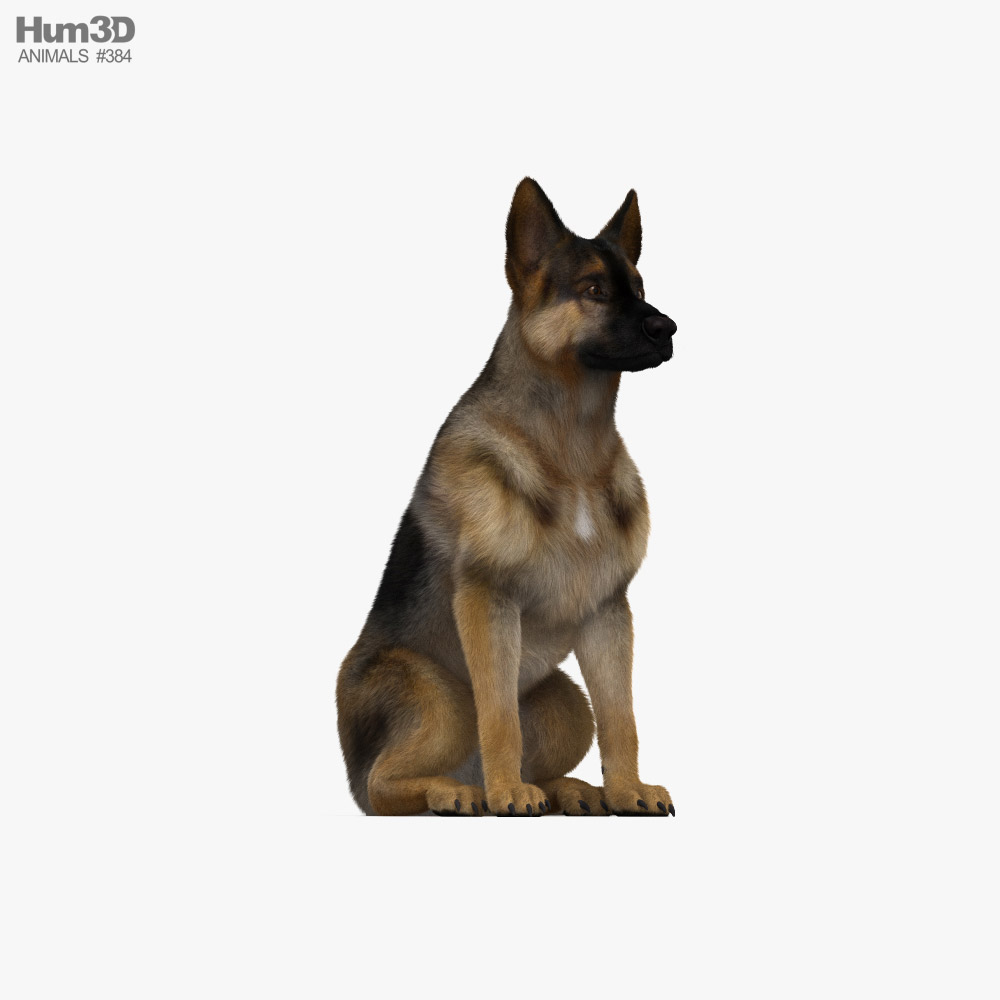 Sitting German Shepherd 3D model - Download Mammals on 3DModels.org