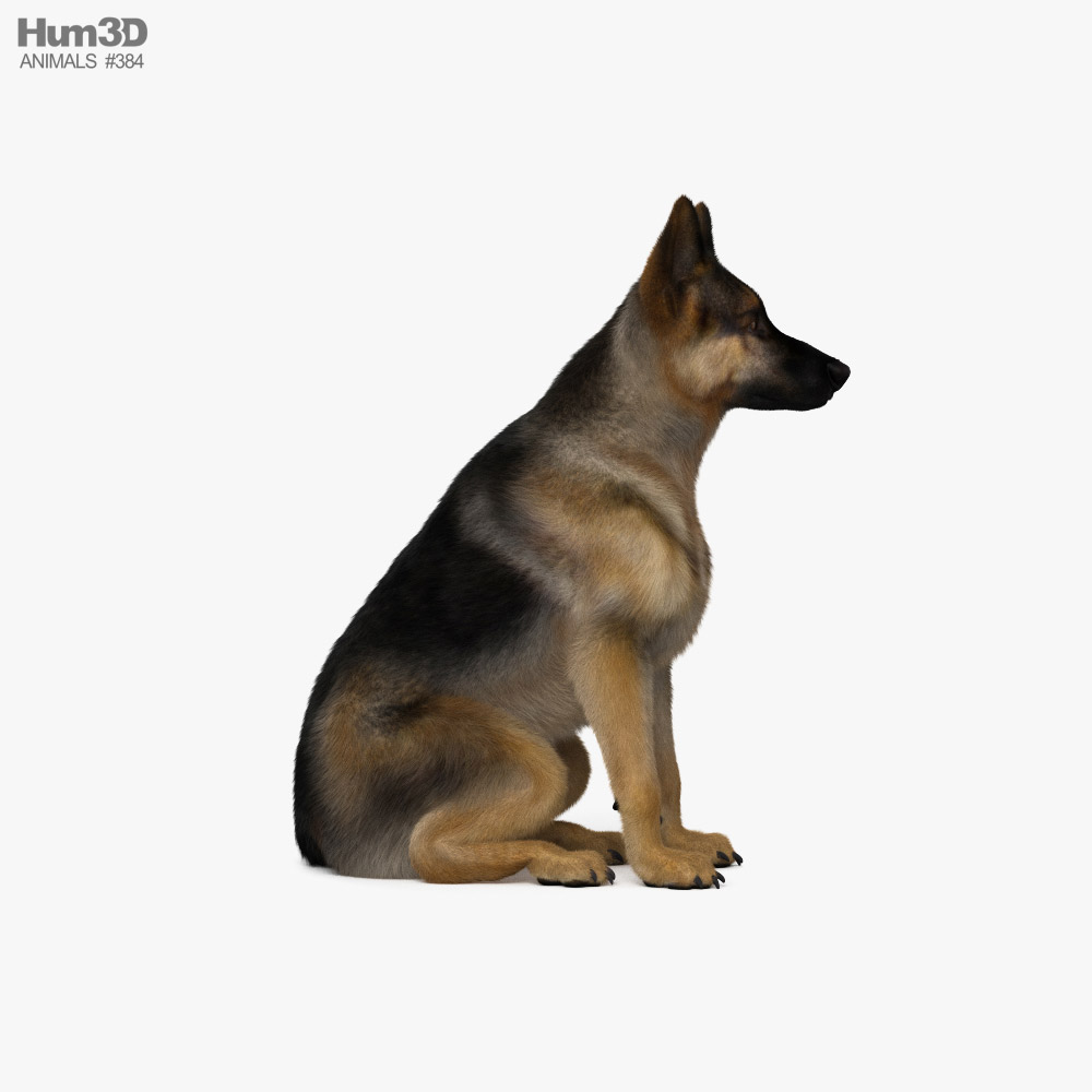 Sitting German Shepherd 3D model - Download Mammals on 3DModels.org