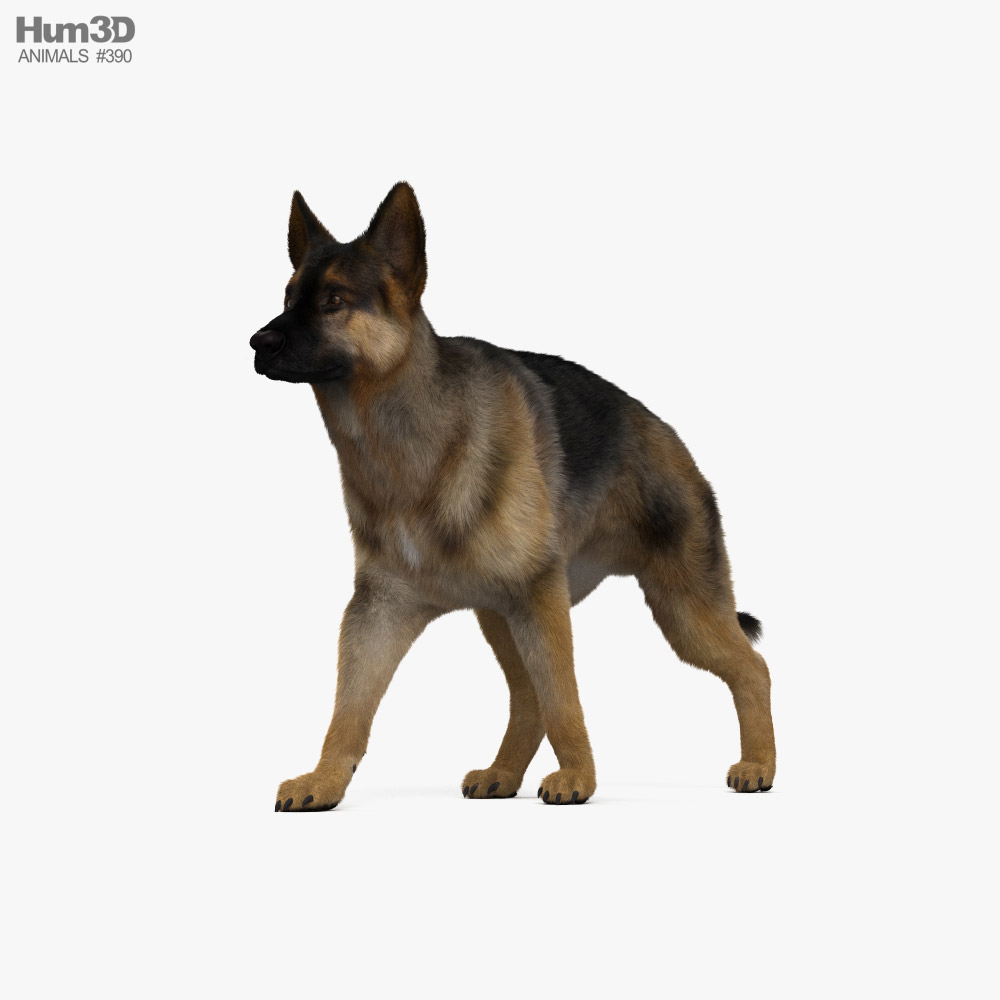Walking German Shepherd 3D model - Download Mammals on 3DModels.org