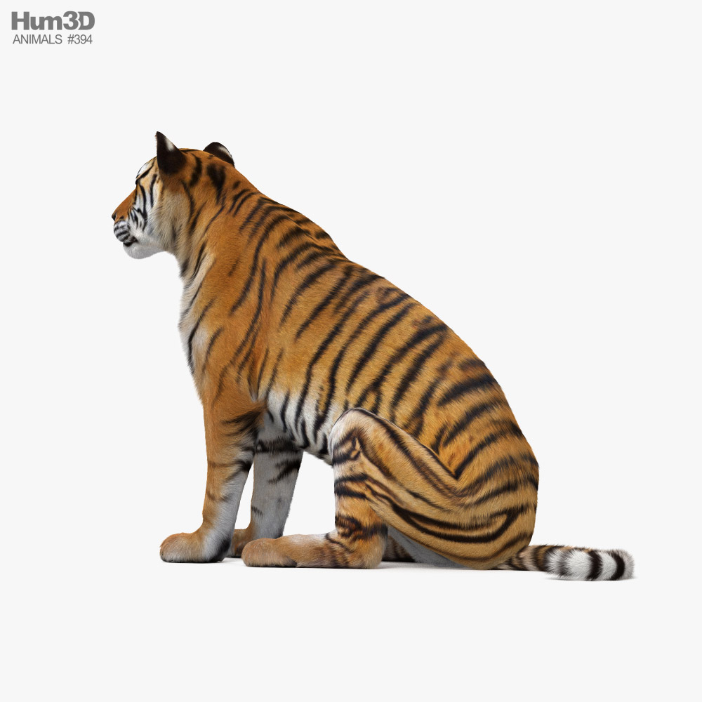앉아있는 호랑이 3D 모델 - 다운로드 포유류 on 3DModels.org