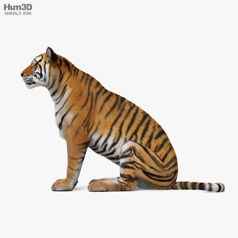 앉아있는 호랑이 3D 모델 - 다운로드 포유류 on 3DModels.org