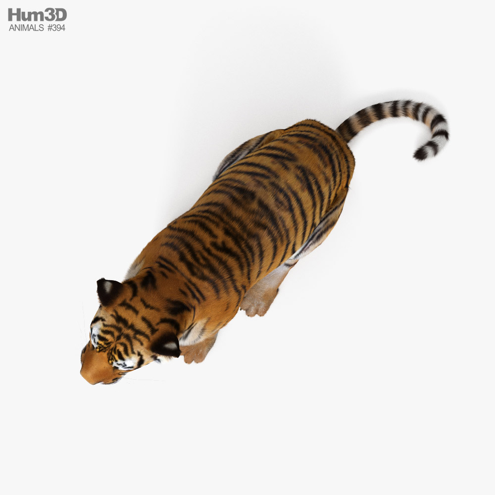 Sitting Tiger 3D model - Download Mammals on 3DModels.org