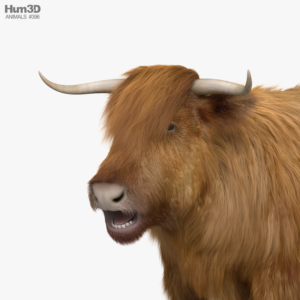 Highland Cattle 3D model - Download Mammals on 3DModels.org