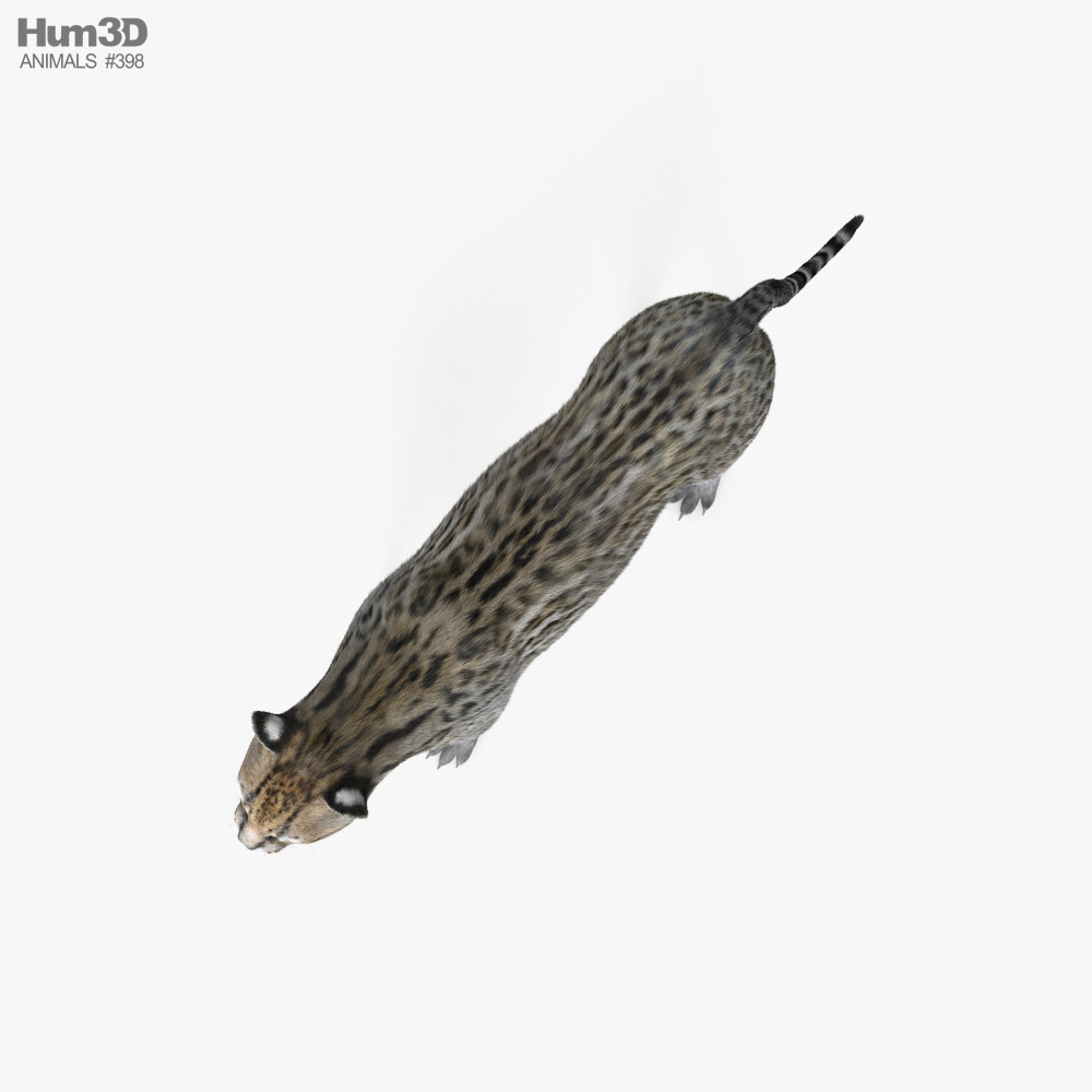 Ocelot 3D model - Download Mammals on 3DModels.org