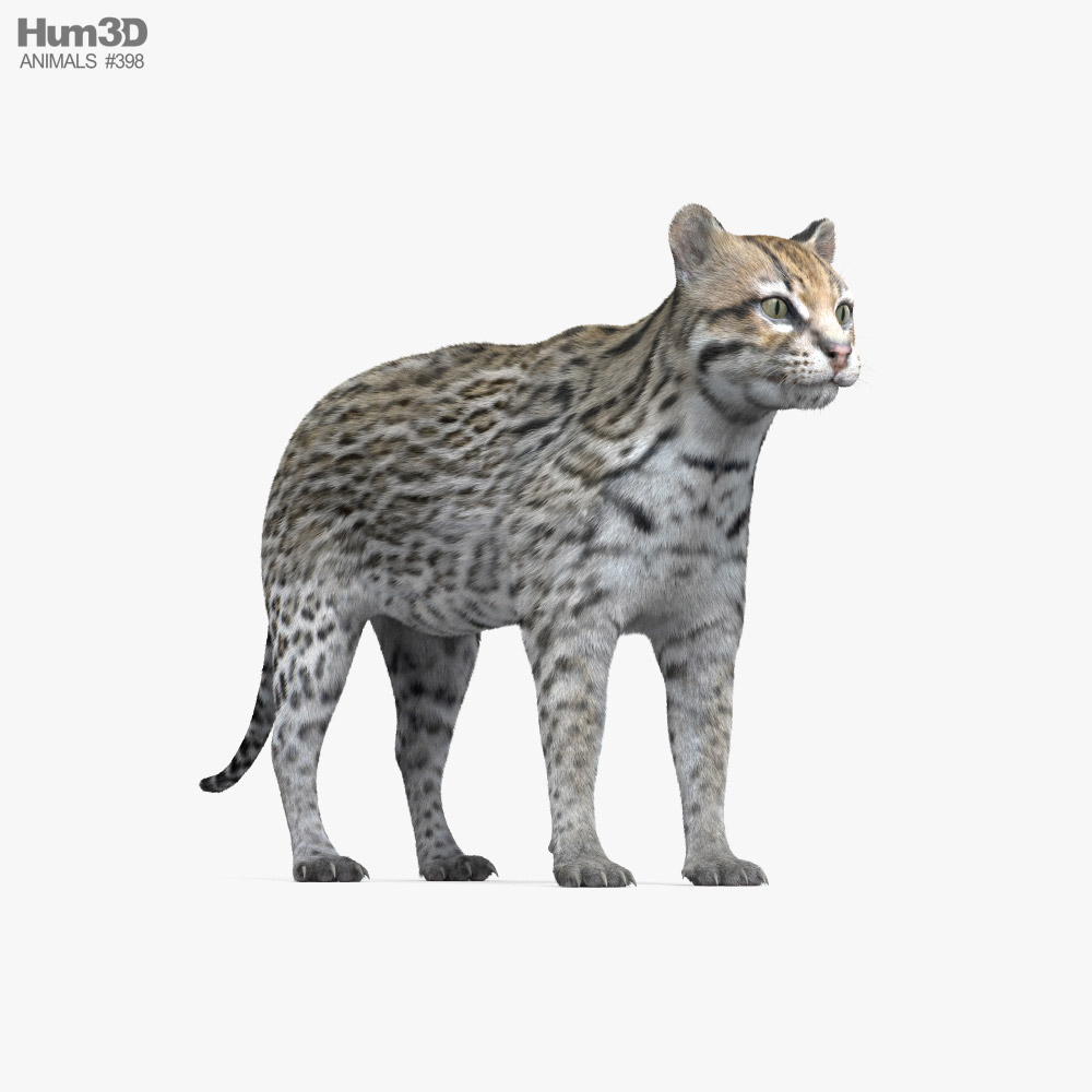 Ocelot 3D model - Download Mammals on 3DModels.org