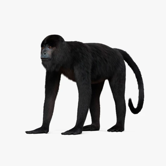 Monkey 3D Models Download - 3DModels.org