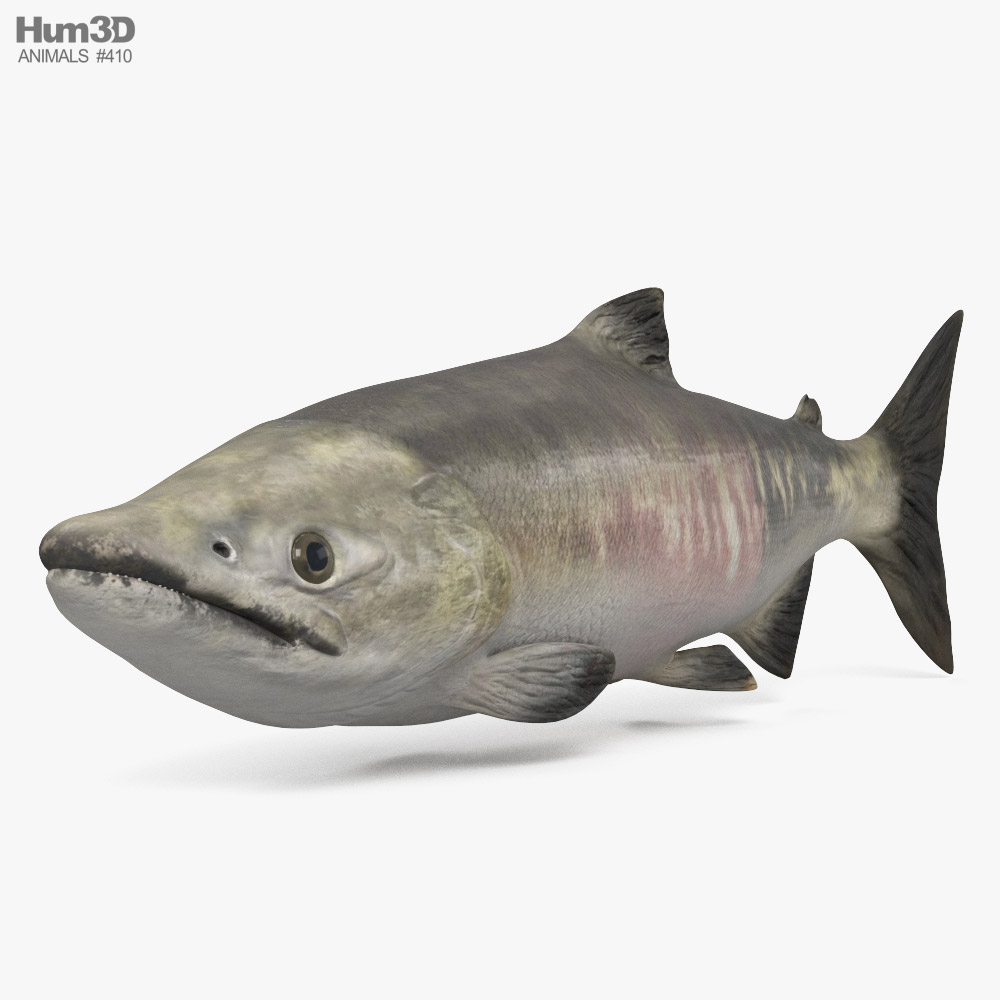 Salmão Keta Modelo 3D - Baixar Peixes no 3DModels.org