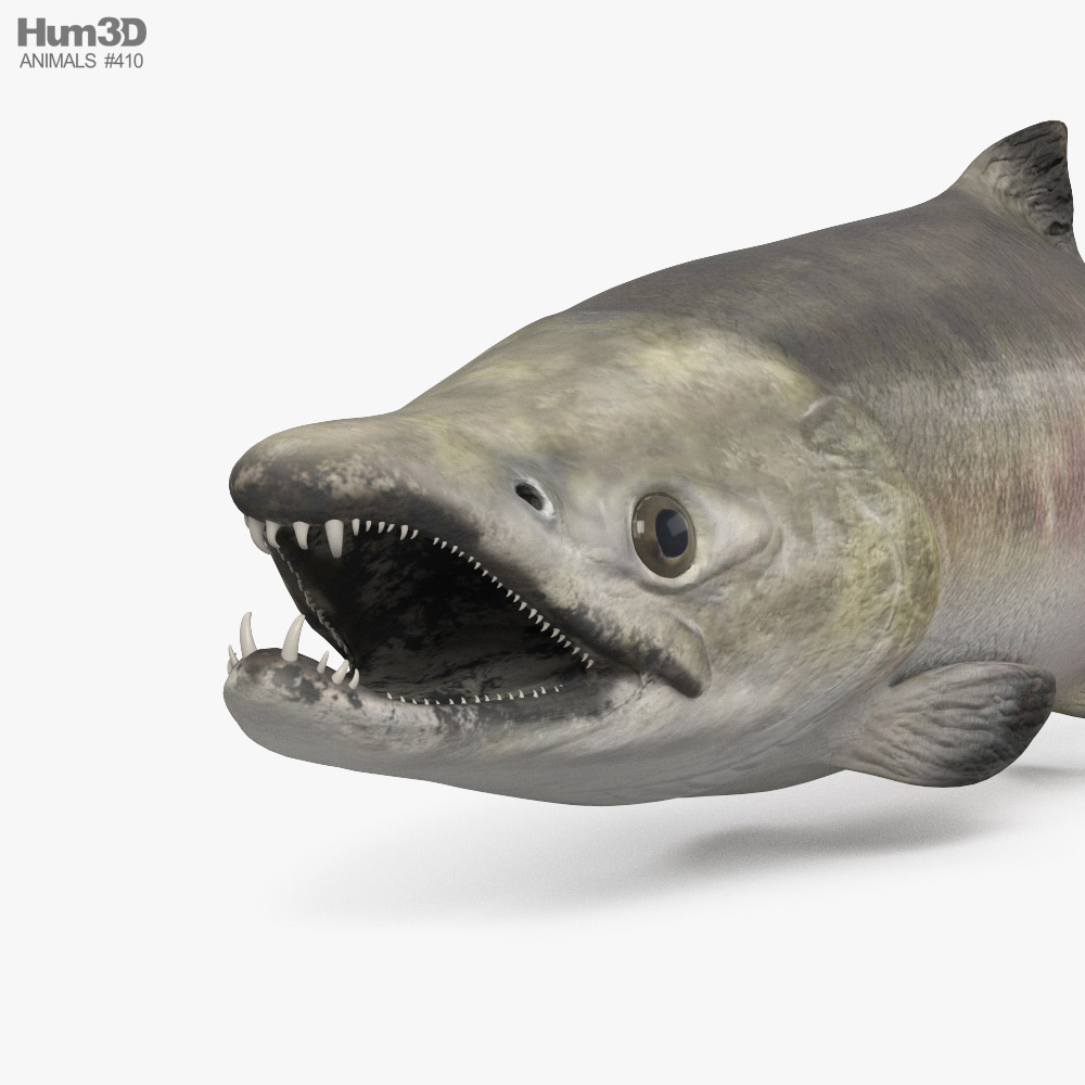 Keta Modelo 3D - Descargar Pescados activado 3DModels.org