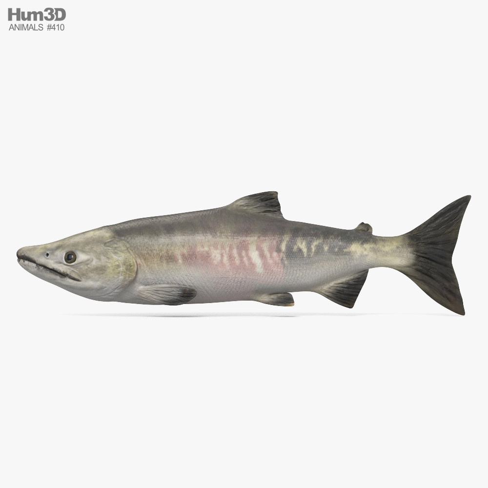 Keta Modelo 3D - Descargar Pescados activado 3DModels.org