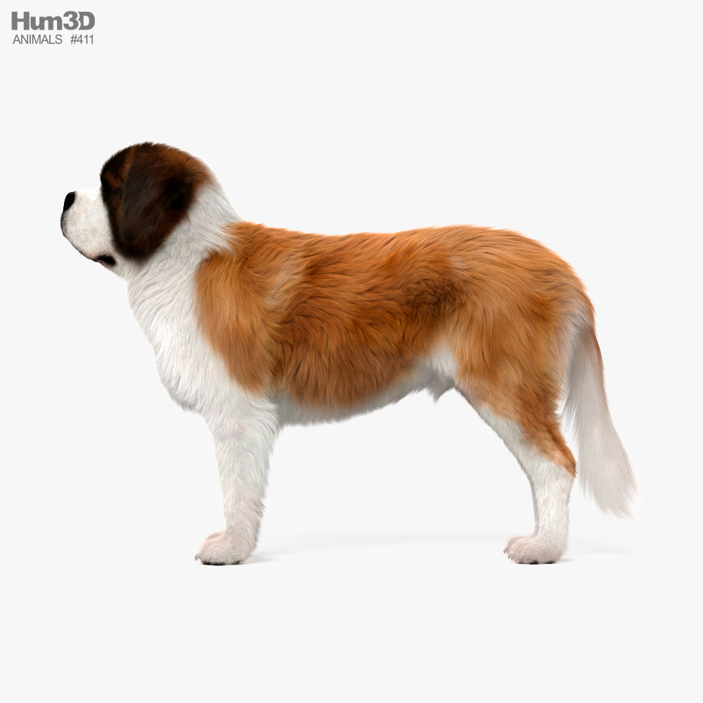 Animated St. Bernard 3D model - Download Mammals on 3DModels.org