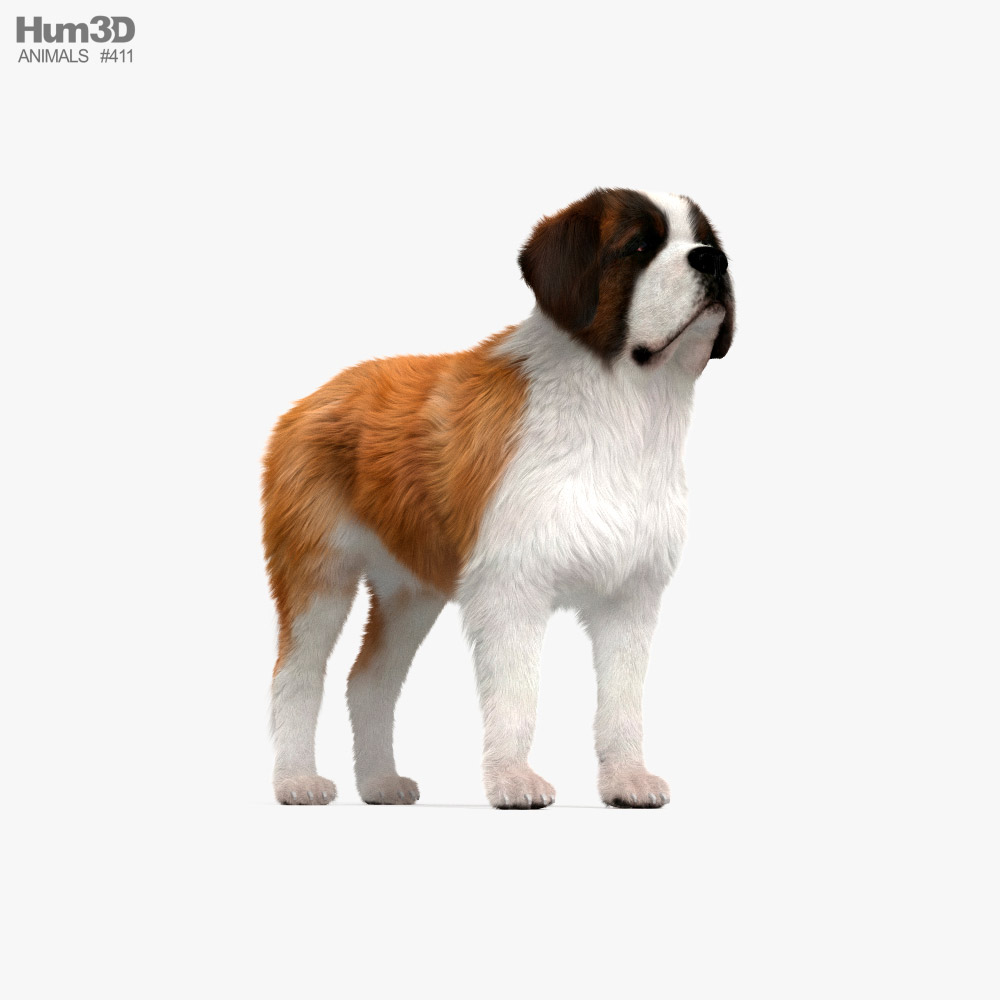Animated St. Bernard 3D model - Download Mammals on 3DModels.org