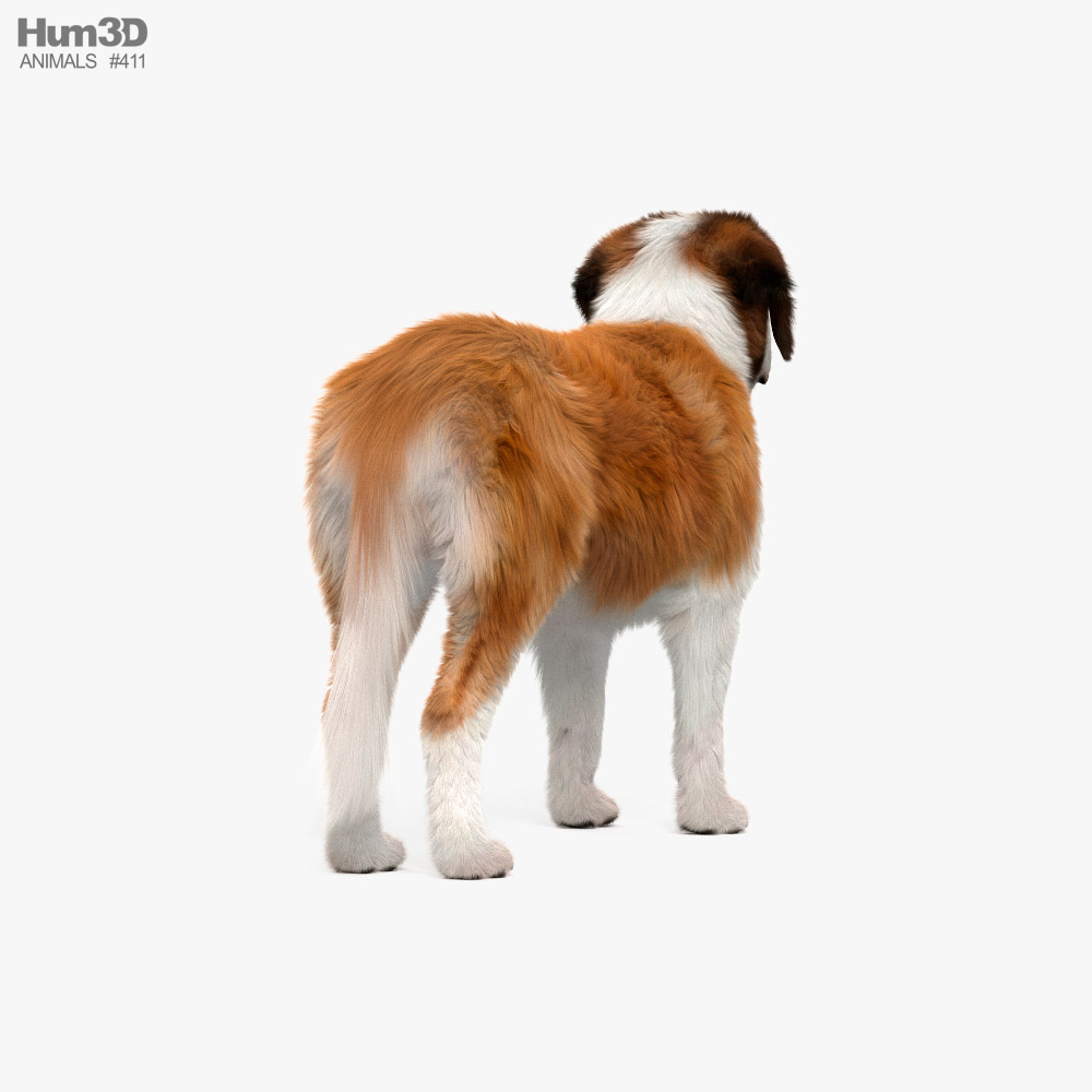 Animated St. Bernard 3D model - Download Mammals on 3DModels.org