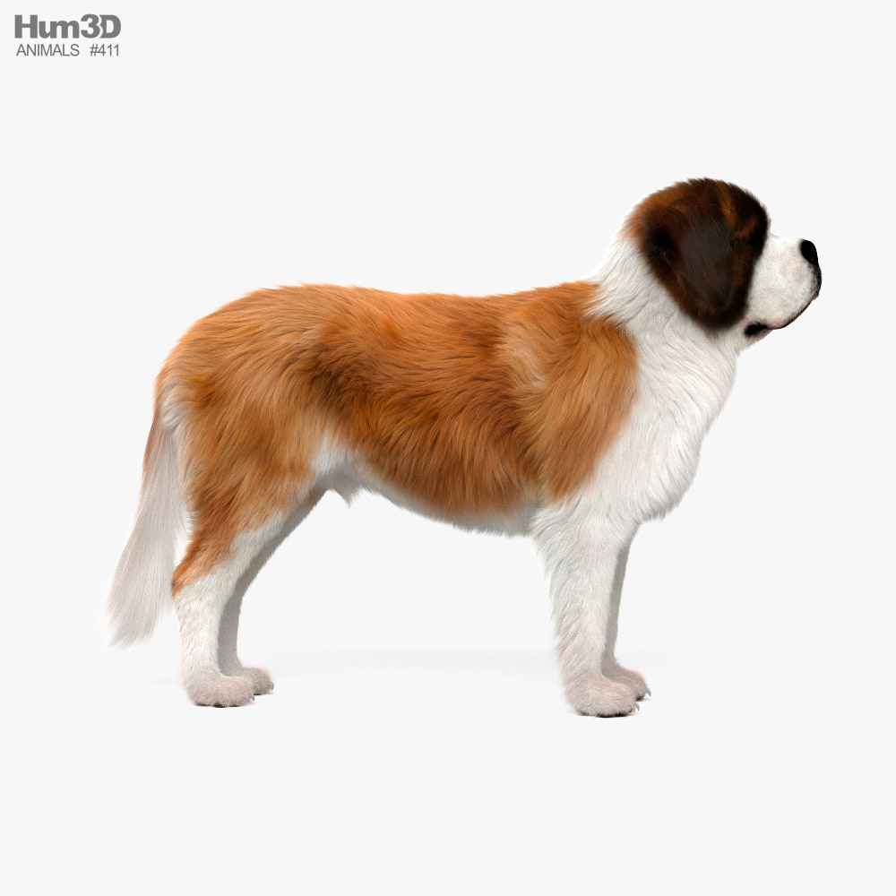 Animated St. Bernard 3D model - Download Mammals on 3DModels.org