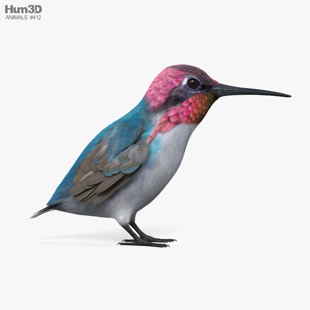 Colibrí zunzuncito Modelo 3D - Descargar Aves on 3DModels.org
