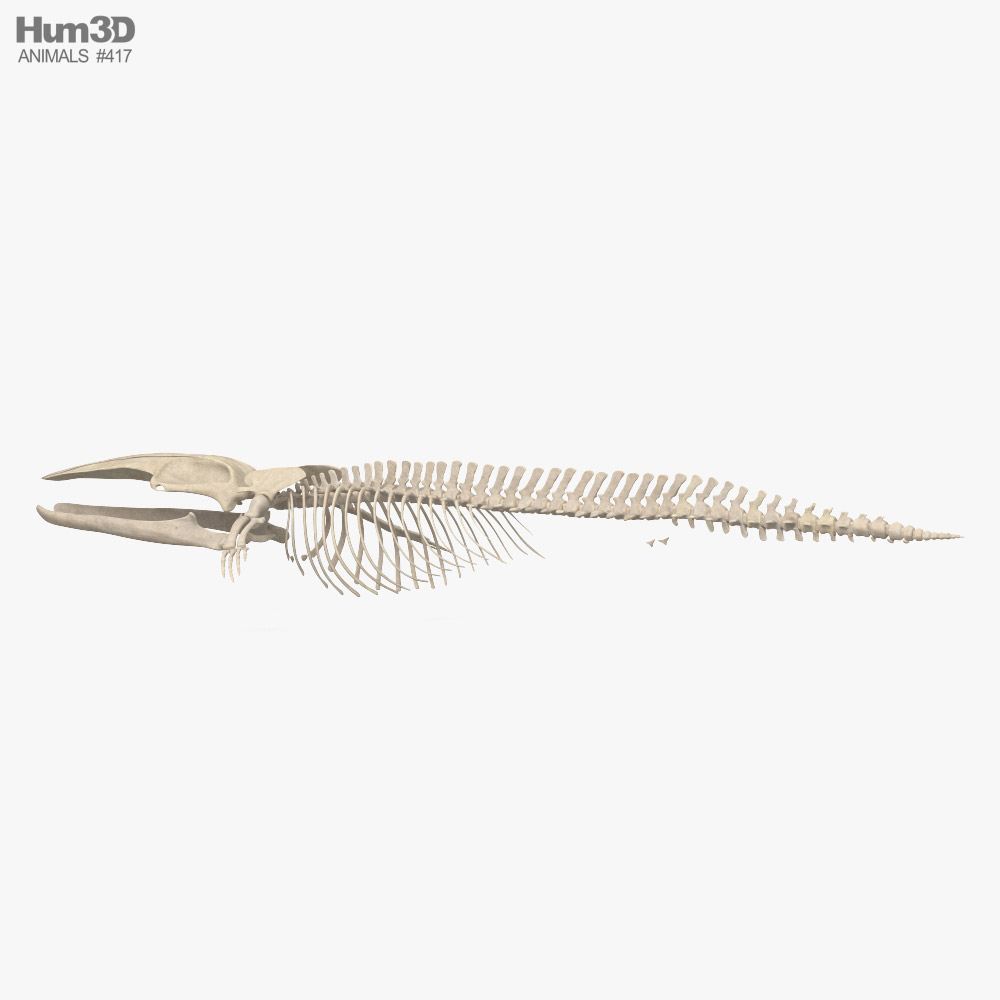 Blue Whale Skeleton 3D model - Download Marine Mammal on 3DModels.org
