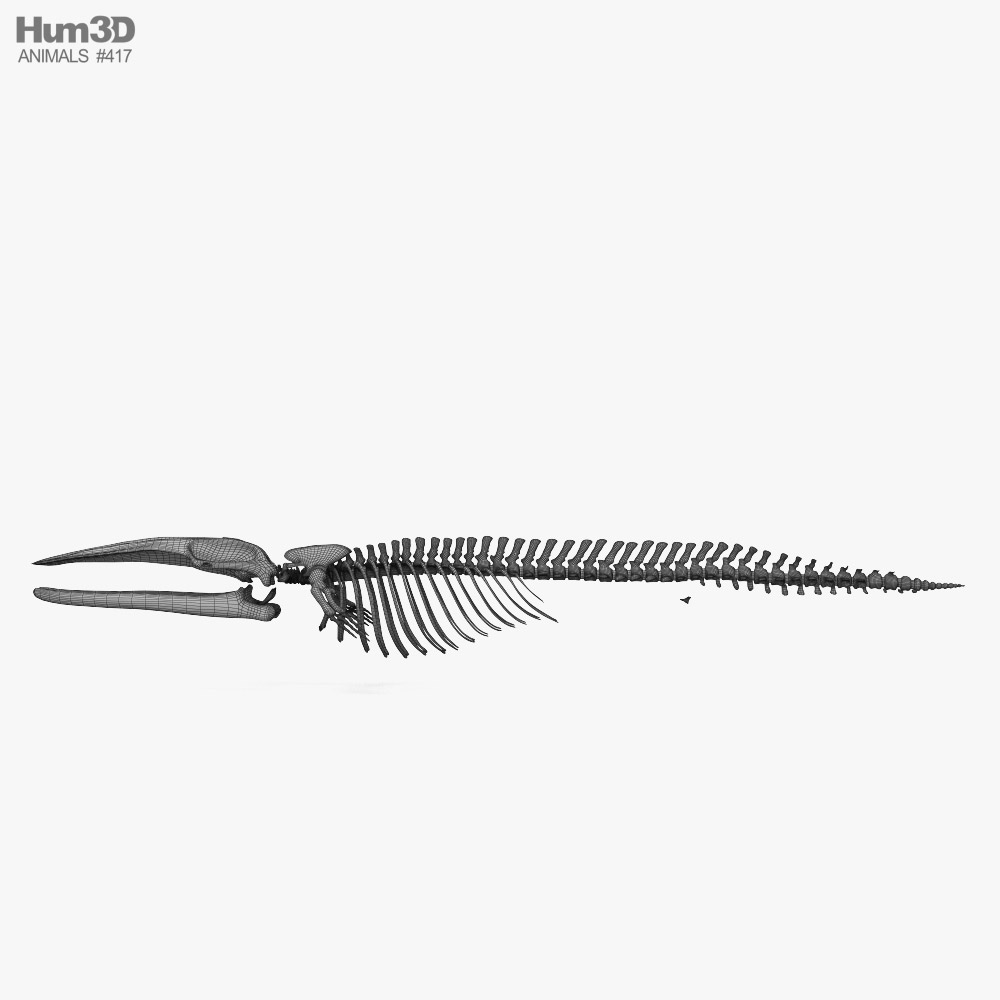 Blue Whale Skeleton 3D model - Download Marine Mammal on 3DModels.org