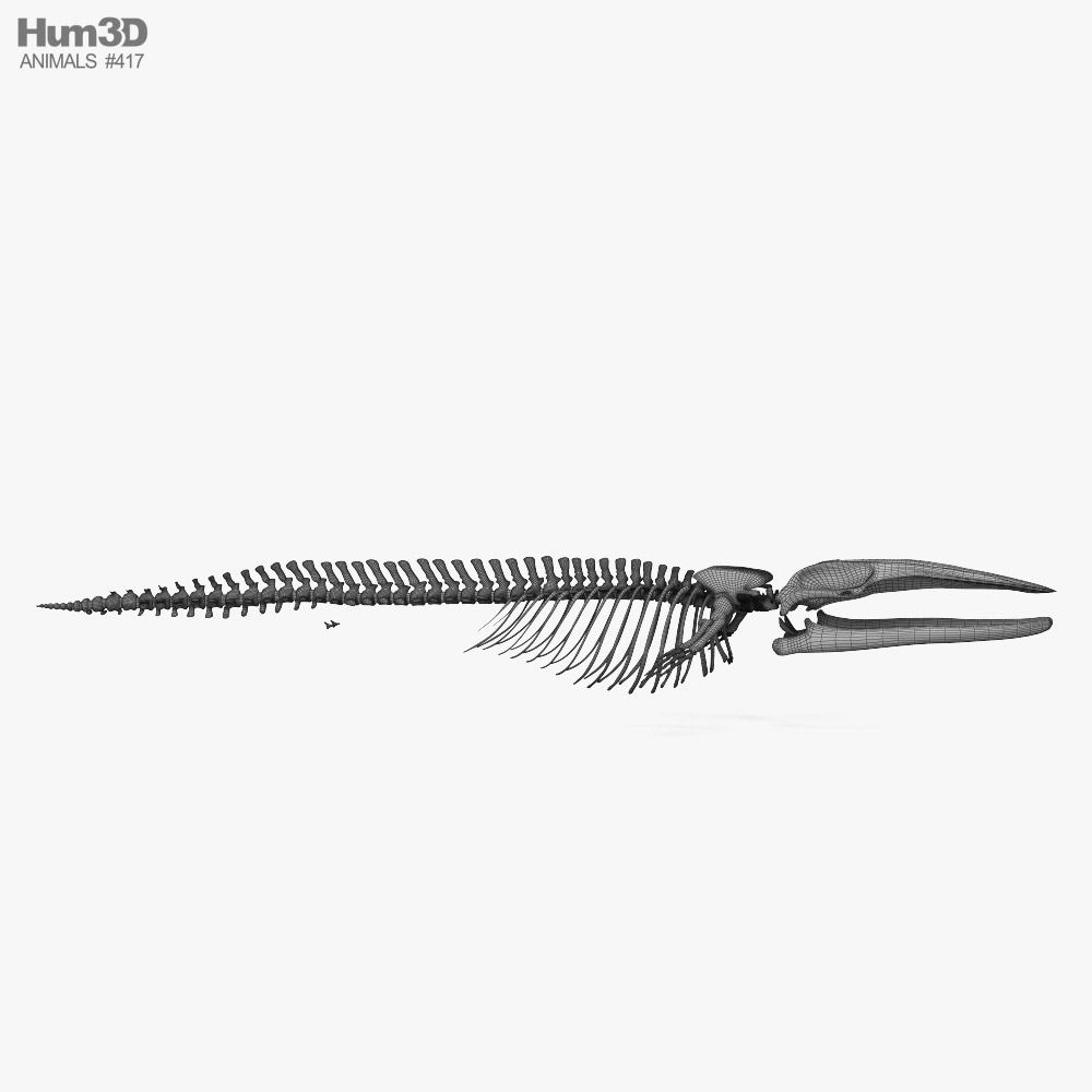 Blue Whale Skeleton 3D model - Download Marine Mammal on 3DModels.org