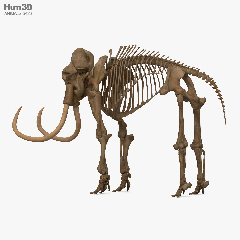 Mammoth Skeleton 3D model - Download Mammals on 3DModels.org