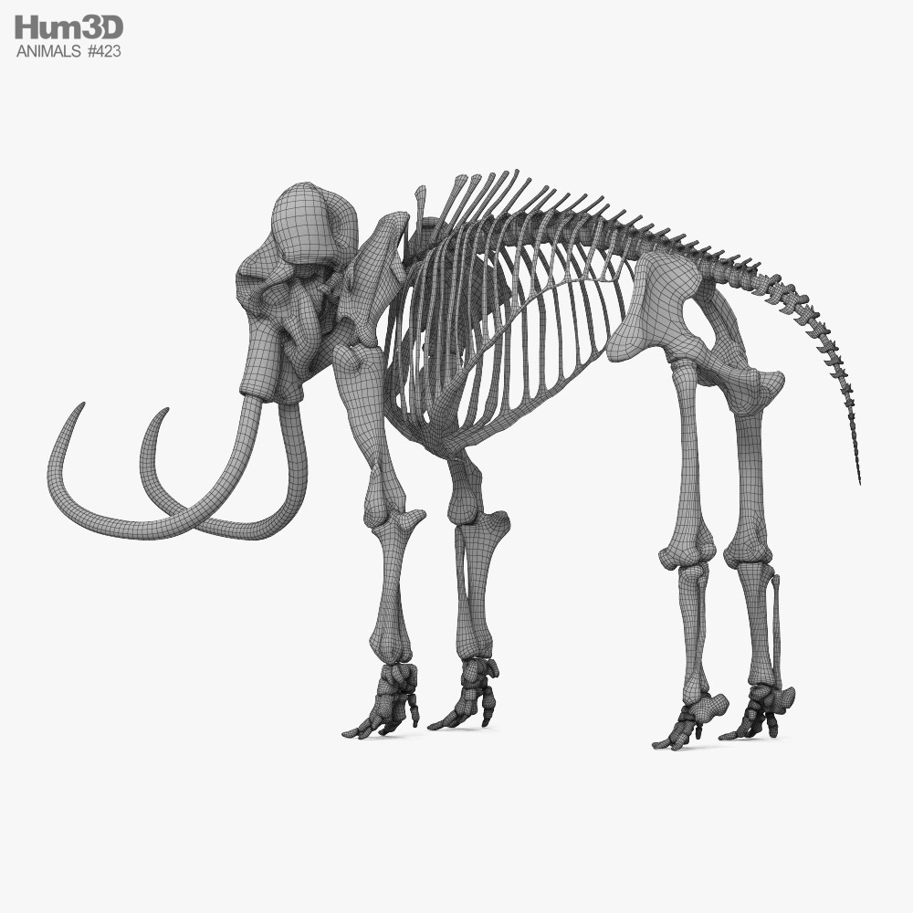 Mammoth Skeleton 3D model - Download Mammals on 3DModels.org