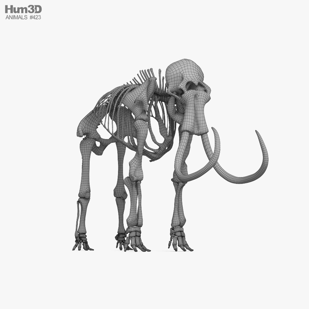 Mammoth Skeleton 3D model - Download Mammals on 3DModels.org