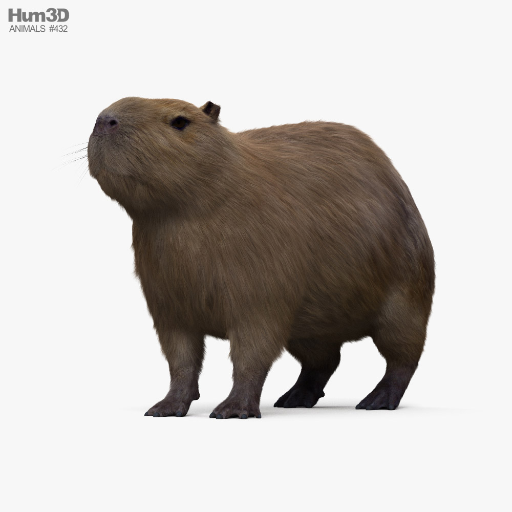 Capibara Modelo 3D - Descargar Mammalia activado 3DModels.org