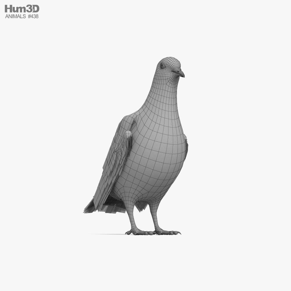 White Dove 3D model - Download Birds on 3DModels.org