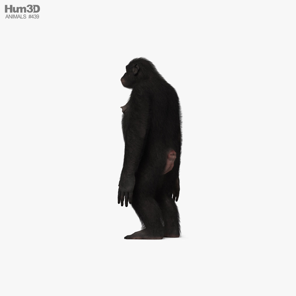 Common Chimpanzee Female 3D model - Download Mammals on 3DModels.org