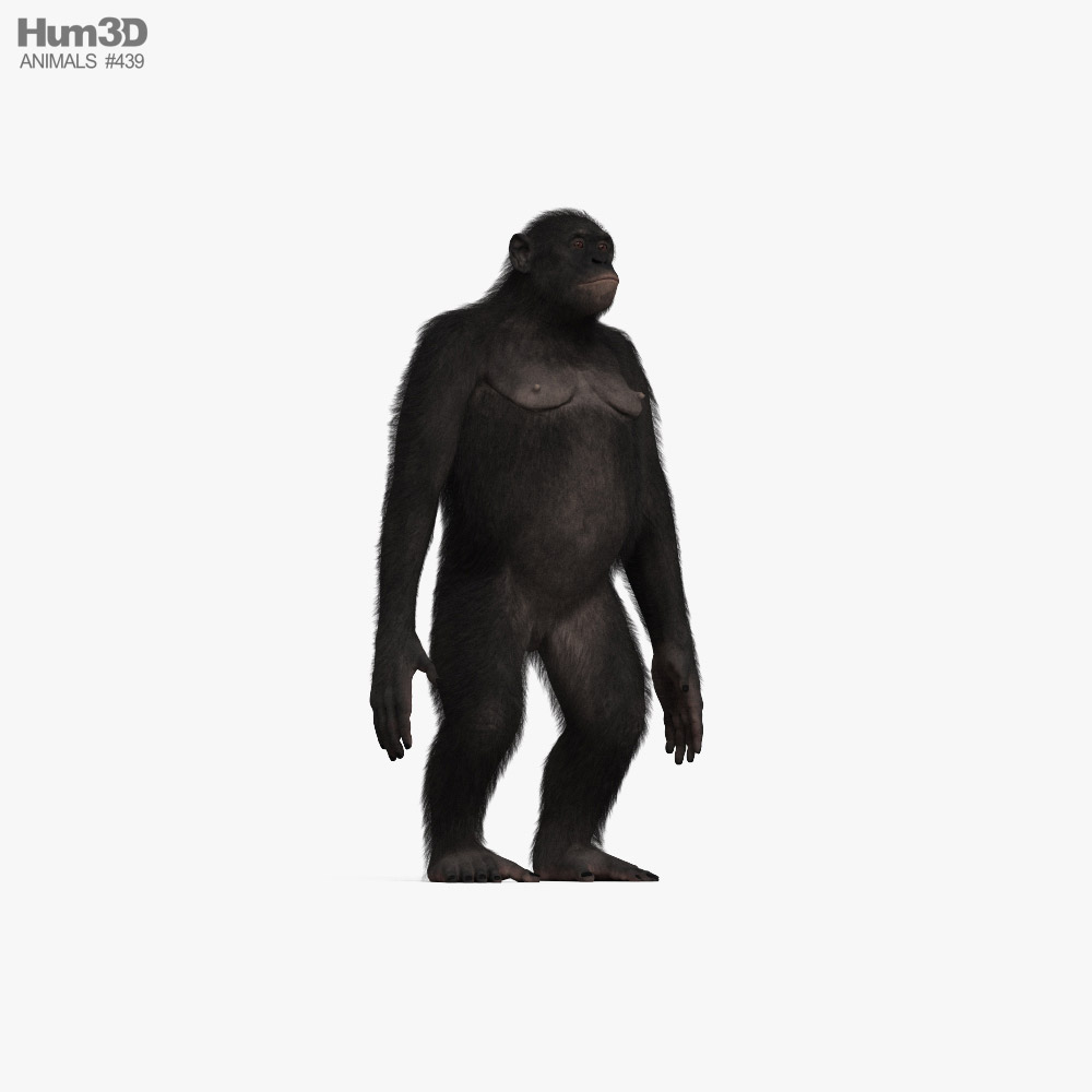 Common Chimpanzee Female 3D model - Download Mammals on 3DModels.org