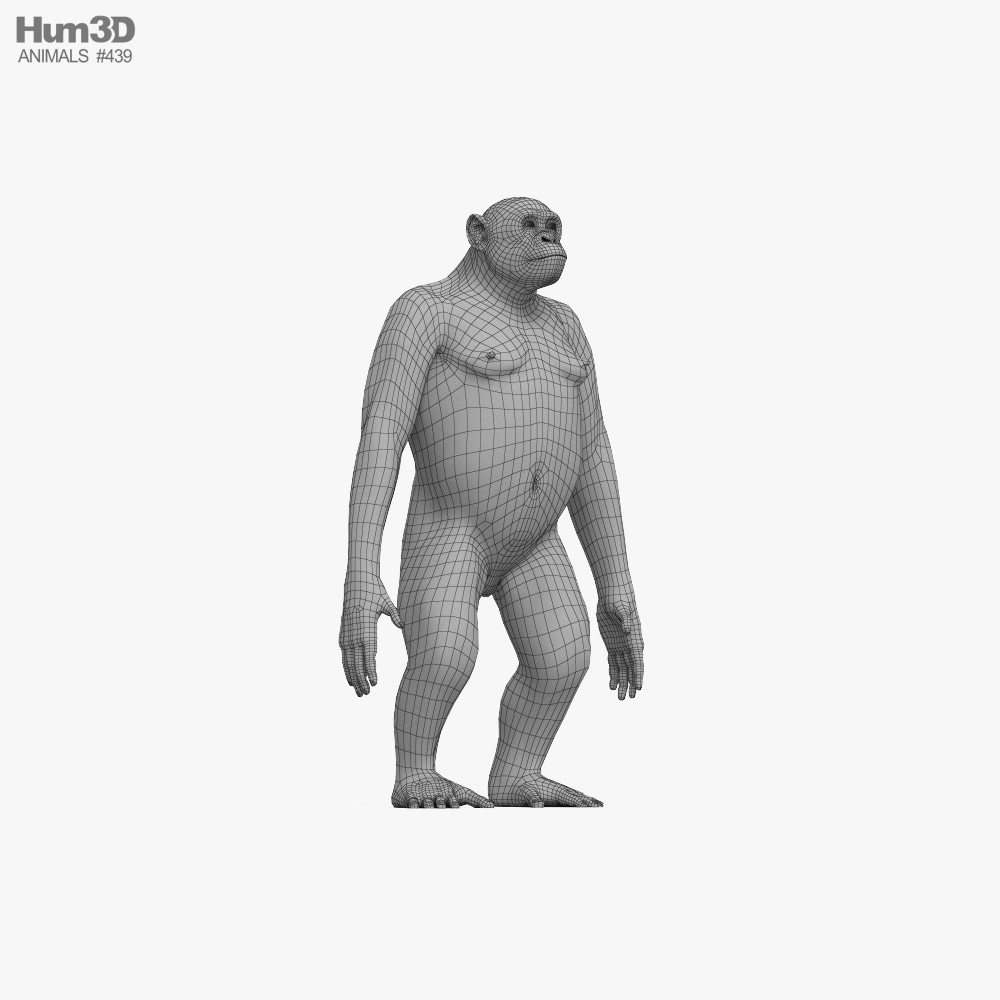 Common Chimpanzee Female 3D model - Download Mammals on 3DModels.org