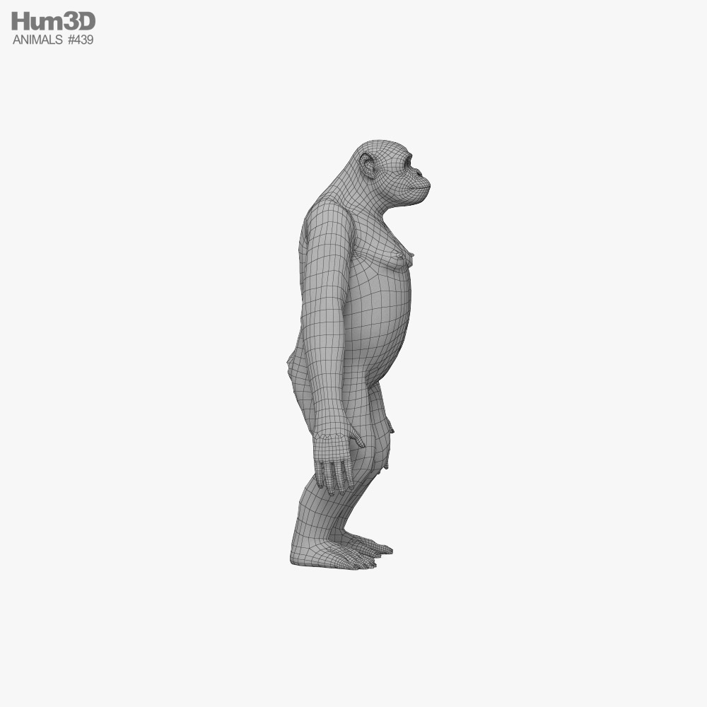 Common Chimpanzee Female 3D model - Download Mammals on 3DModels.org
