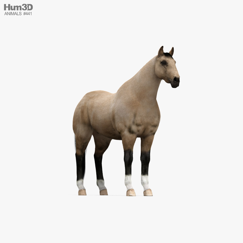 American Quarter Horse 3D model - Download Mammals on 3DModels.org