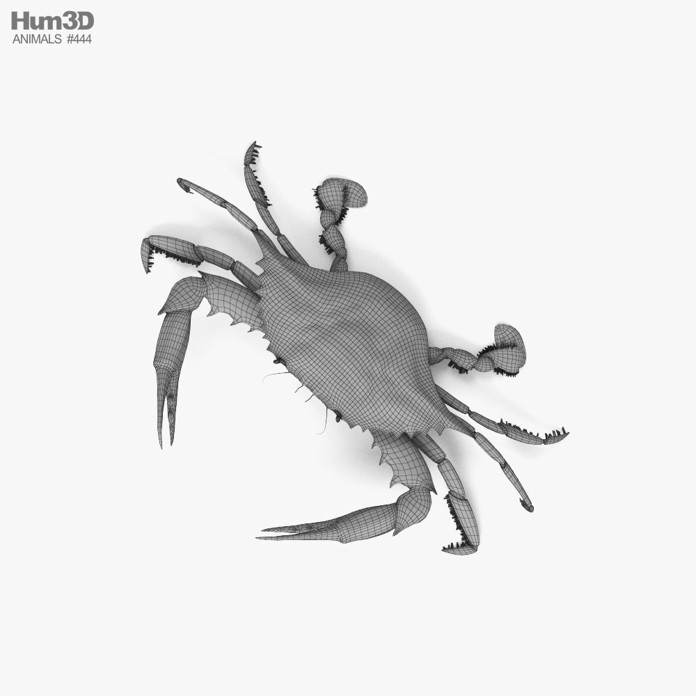 Jaiba azul Modelo 3D - Descargar Arthropoda on 3DModels.org